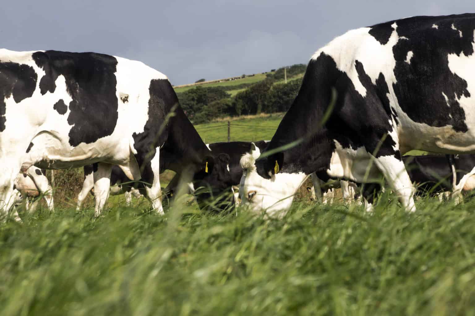 There’s One And A Half Million Cows In Ireland – But Do We Know Their ...