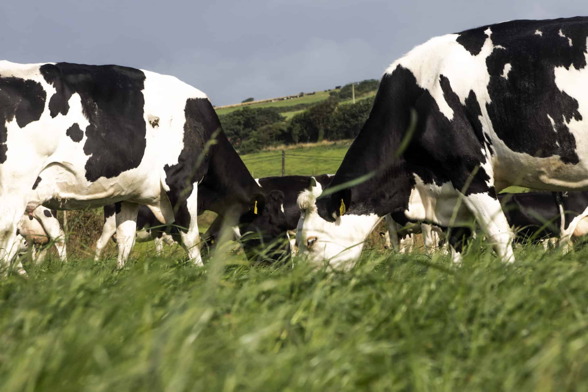 There’s One And A Half Million Cows In Ireland – But Do We Know Their ...