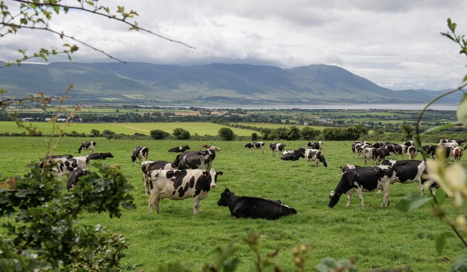 Home - The National Dairy Council (NDC) Ireland