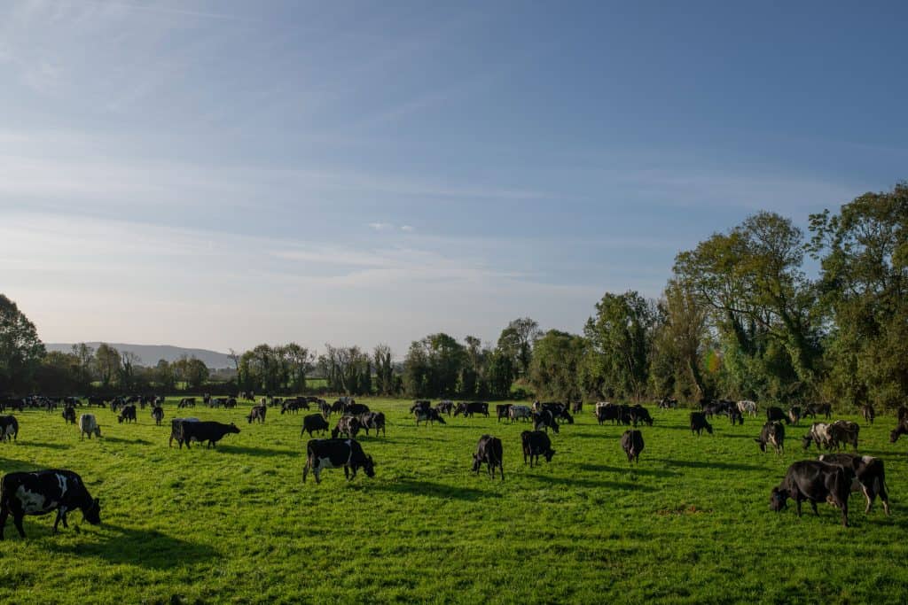 Championing Excellence In Dairy Farming | NDC & Kerrygold Quality Milk ...
