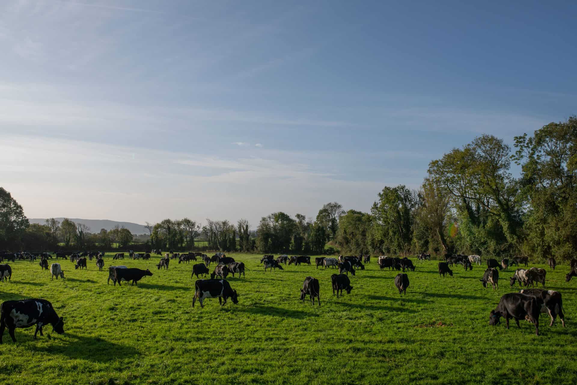 Ireland's Dairy Sector – Sustainability And Commitment - National Dairy ...